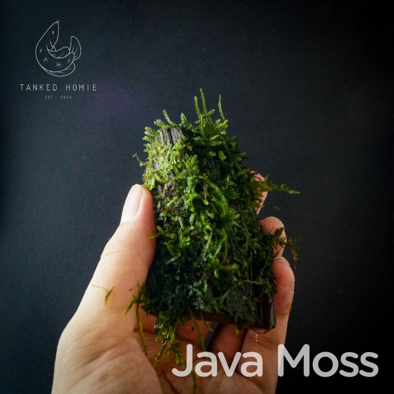 Aquatic Live Plant 🔥Moss🔥【BUY 1 FREE 1】Java Christmas Pelia Moss ...