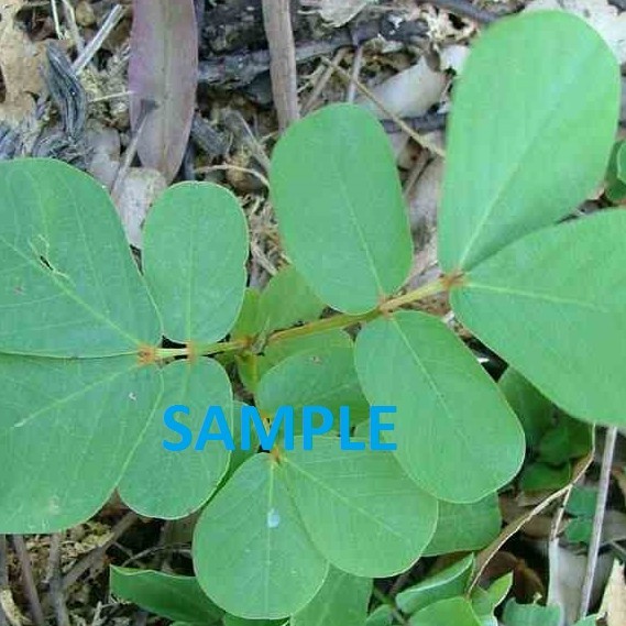 Daun Gelenggang Fresh dari Pokok / Daun Gembirang / Candle Bush / Senna ...