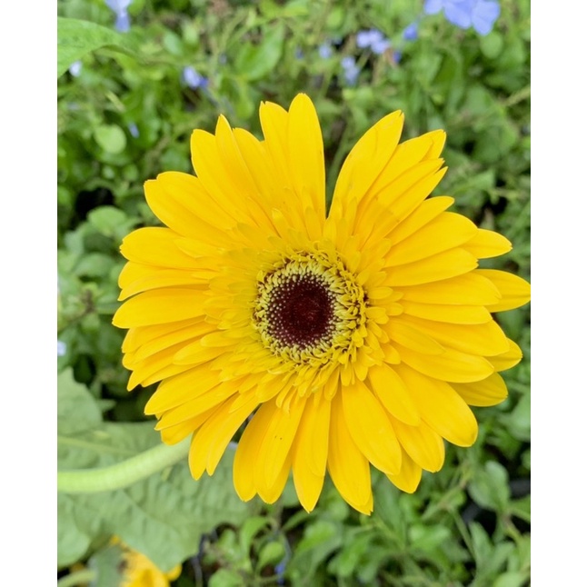 Anak Pokok Bunga Daisy Thailand🌼 | Shopee Malaysia