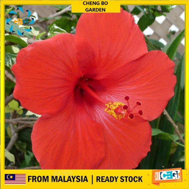 Anak Pokok Bunga Raya Red-Hot Pokok Hiasan Bunga Cantik | Shopee Malaysia