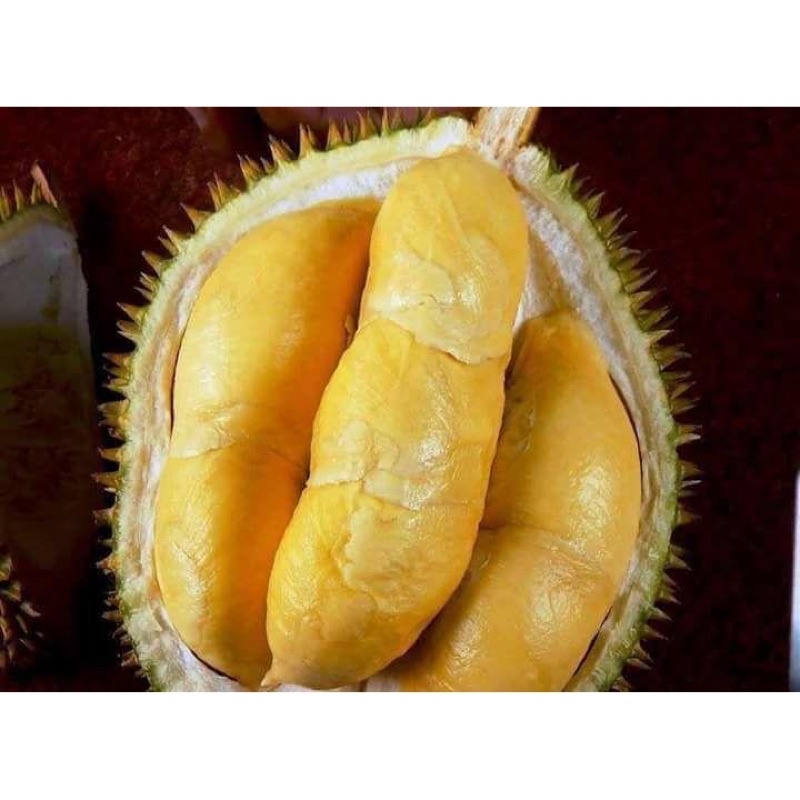 Pokok durian monthong / bantal emas | Shopee Malaysia