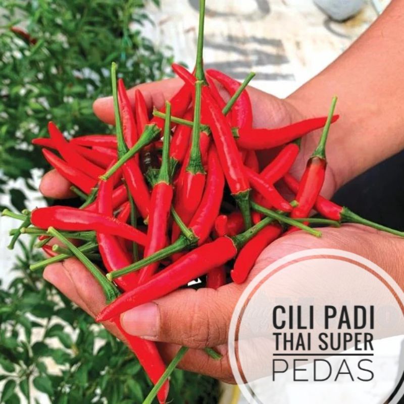 Cili Padi Thai Super Pedas ( 20 Biji Benih ) | Shopee Malaysia