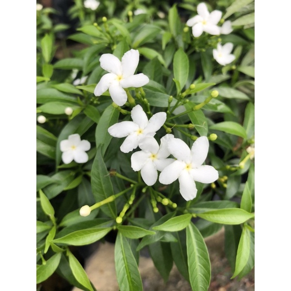 PBN - Ervatamia green - dwarf bunga susun jasmine Thai pinwheel flower ...