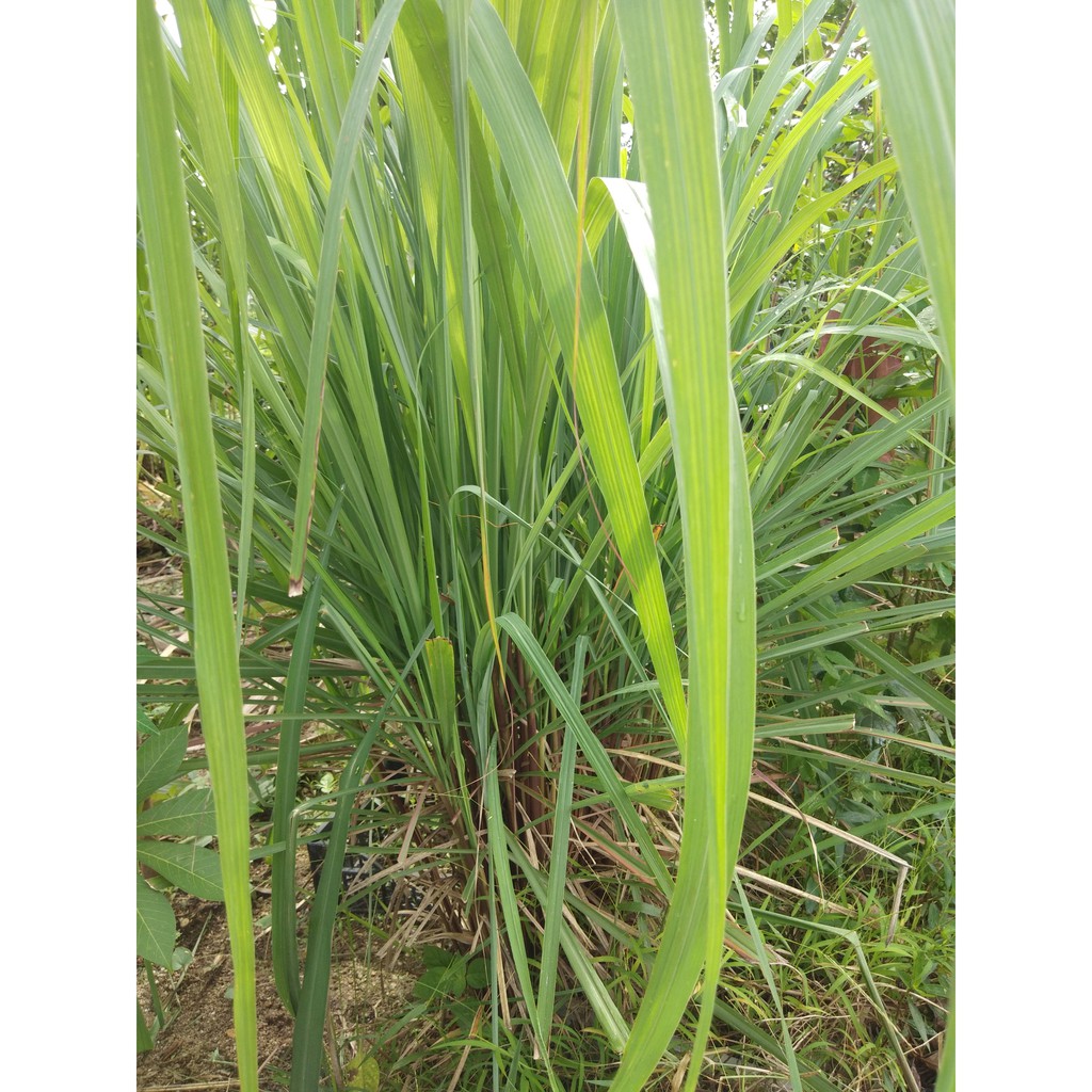 Pokok Serai Wangi/Cymbopogon Nardus ( Anak pokok dlm polybag ) | Shopee ...