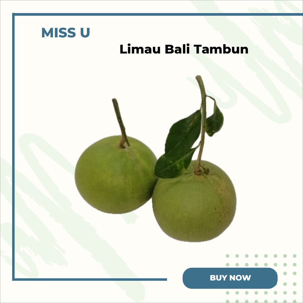 Limau Bali Tambun Pomelo Fruit（manis) | Shopee Malaysia