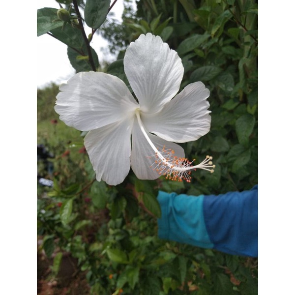 bunga raya kampung keratan batang | Shopee Malaysia