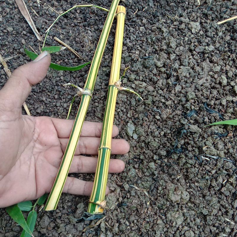 Buluh kuning/runcing/jalur kuning sepotong diberitakan pendinding diri ...