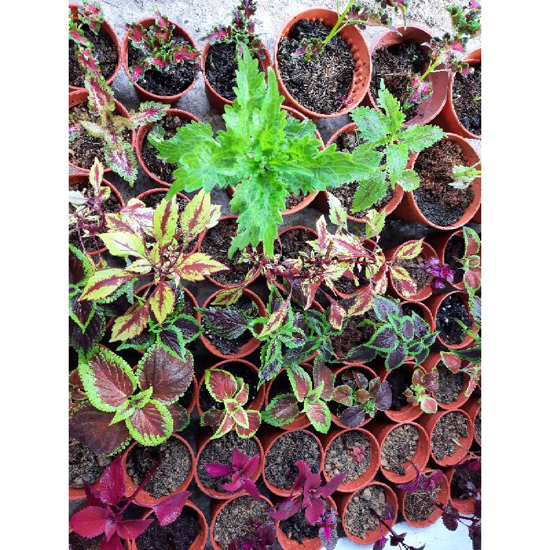 🍁ATI-ATI 💥READY STOK 💥PASU MINI🍁pokok hidup🍁 harga murah🍁 tahan panas,🍁 ...