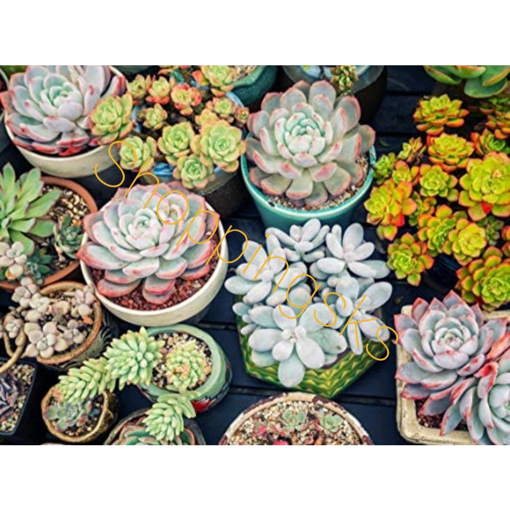 200pcs Rare Succulents Seeds Garden and Home Bonsai Flower Plant m1lp ...