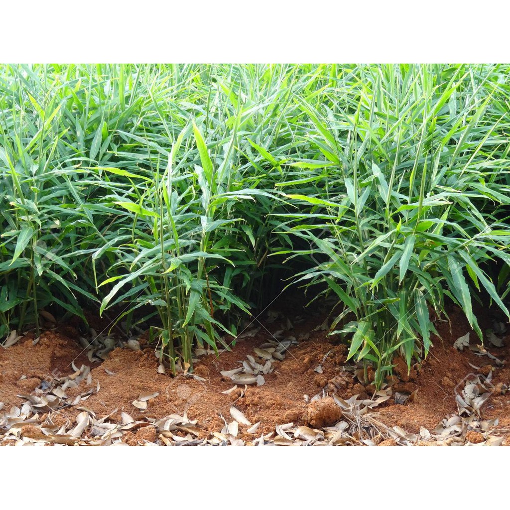 ANOR - Anak Pokok Halia / Ginger Plant Sapling | Shopee Malaysia