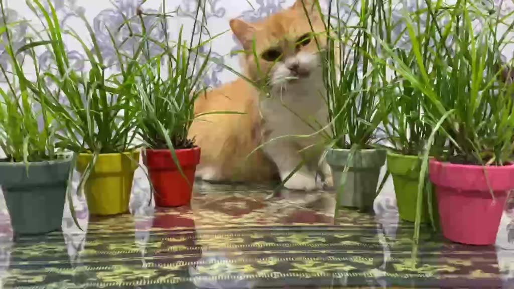 RUMPUT HELIKOPTER RUMPUT KUCING / PARVO / PENDUL / MATA LALAT / VITAMIN ...