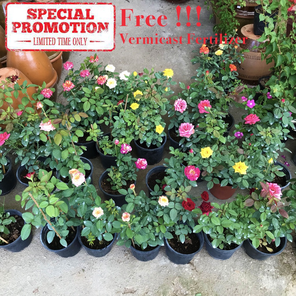 Pokok Bunga Ros Kampung Mawar Rose plant tahan panas Rose Flower With Pot Live Potted Plant Ros ...