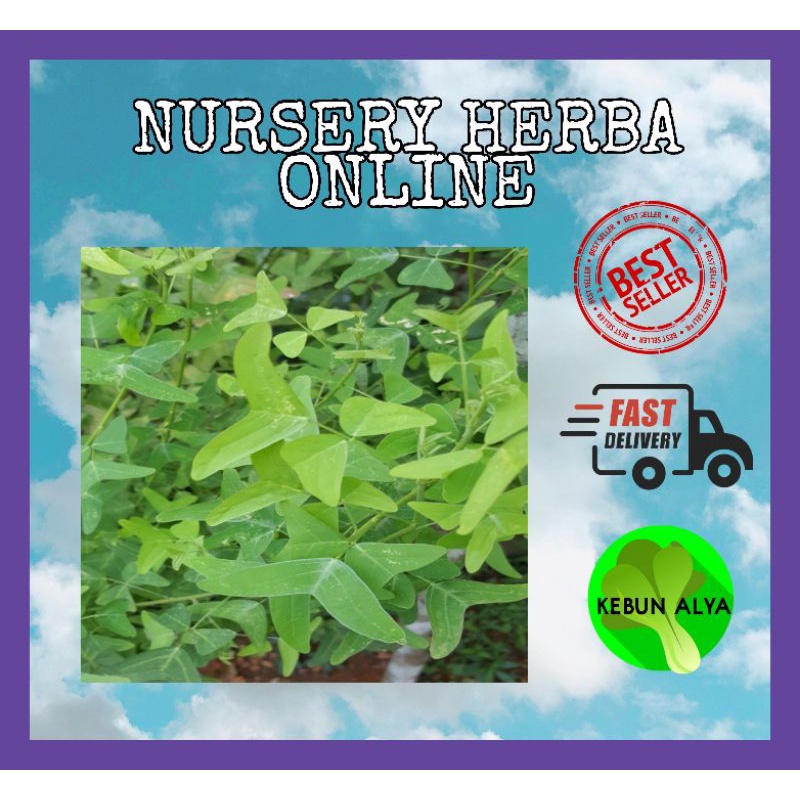 ANAK POKOK RERAMA BERPOLIBAG | Shopee Malaysia
