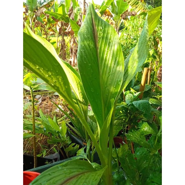 Anak pokok buah Ajaib/cili padi/lempuyang/chemangi/selasih putih,kunyit ...