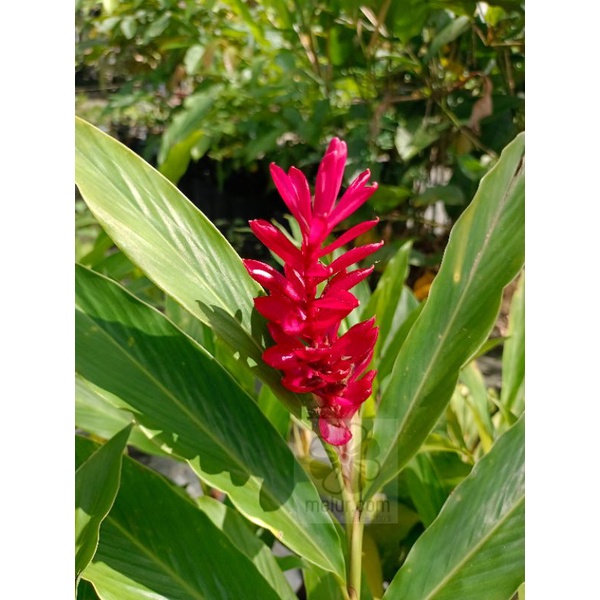 MKT - Alpinia purpurata plant/ Anak Pokok Halia Merah / Red Ginger ...