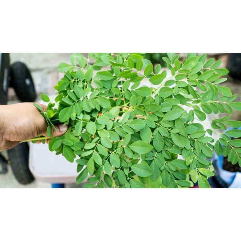 Daun Kelor Segar Daun Moringga Fresh Moringa Leaves Moringgai Ellai ...