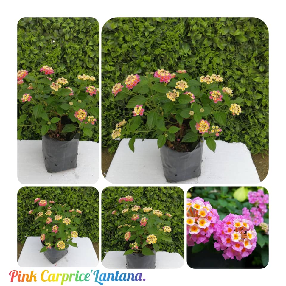 Phy - ‘Pink Caprice’ Lantana 馬纓丹 (Bunga Tahi Ayam) | Shopee Malaysia
