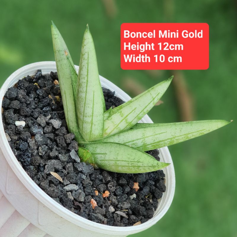 💥💥RARE💥💥 Sansevieria 'Boncel Mini Gold' | Shopee Malaysia