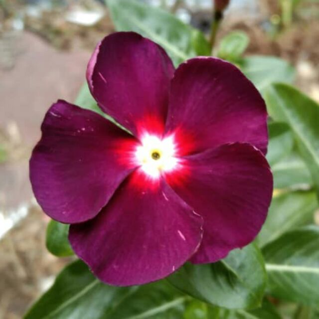 Pokok Bunga Vinca (jenis tegak) | Shopee Malaysia