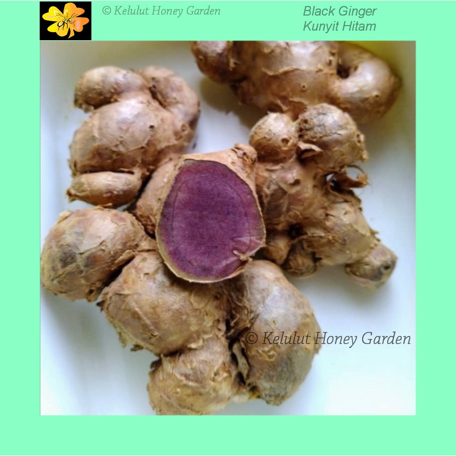 Pokok Black Ginger Live Plant, Pokok Hidup Halia Hitam, Kaempferia ...