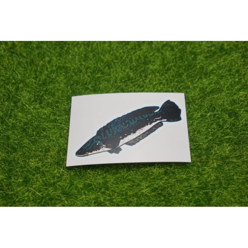 Stiker Toman , Sebarau , Peacoak Bass Waterproof / Stickers Ikan ...