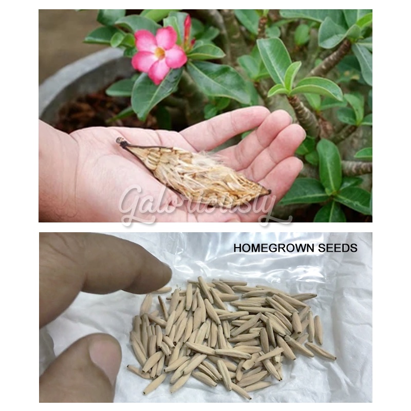 Biji Benih Adenium Obesum Seeds Desert Rose Bonsai Flower Biji Benih ...