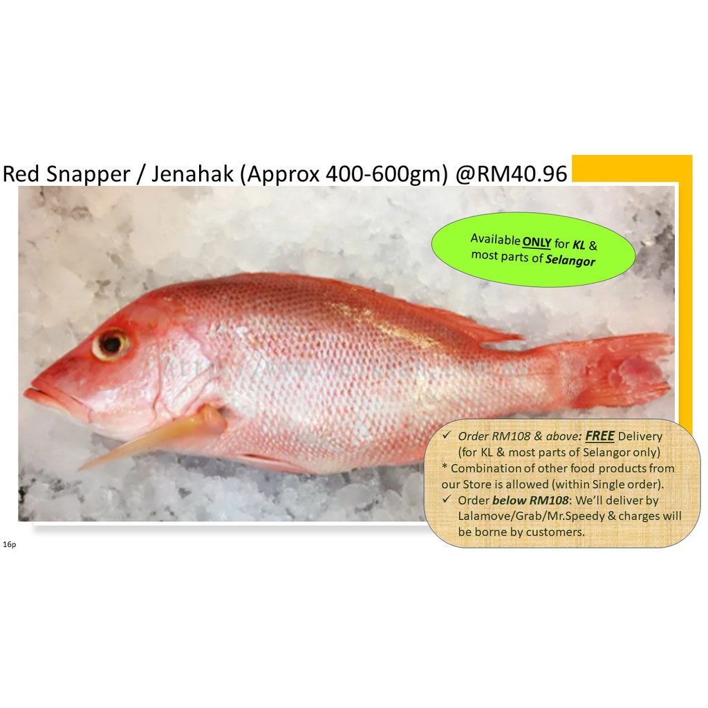Frozen Red Snapper / Ikan Jenahak (400-600GM) | Shopee Malaysia