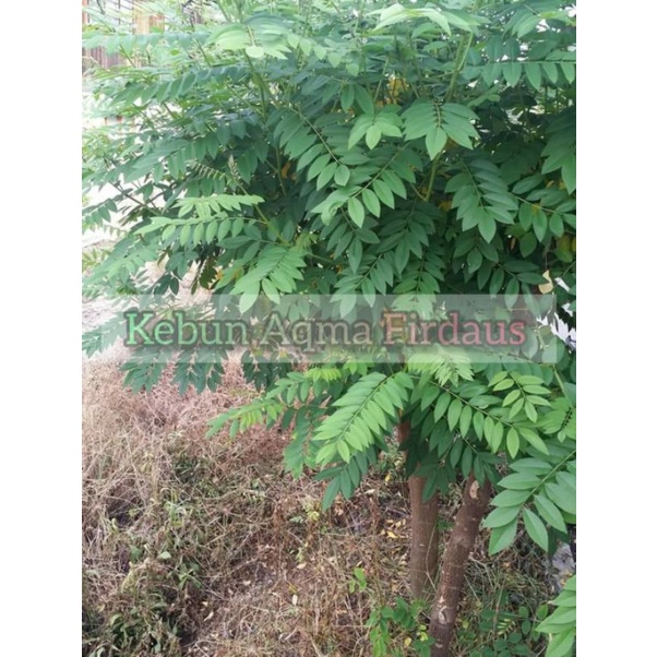 Biji Benih Pokok Indigofera Zollingeriana seeds 150 biji | Shopee Malaysia