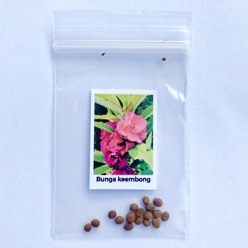 Biji benih bunga keembong (campur warna) | Shopee Malaysia