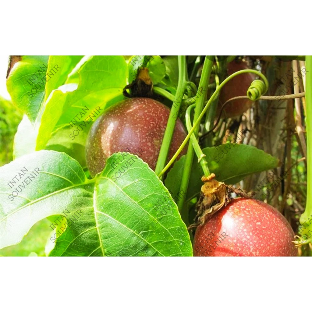 ANAK POKOK MARKISA / PASSION FRUIT PLANT ( +- 10 INCHES) | Shopee Malaysia