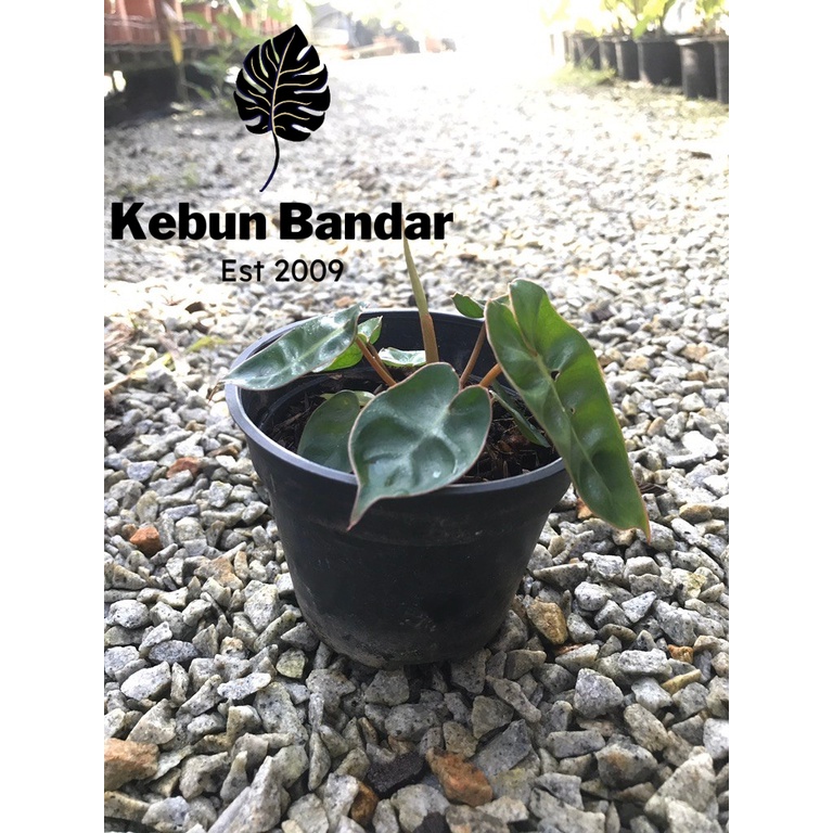 Philodendron Billietae (Small Young Plant) | Shopee Malaysia