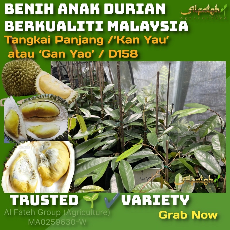 Anak Durian Tangkai Panjang / ‘Kan Yau’ atau ‘Gan Yao’ / D158 | Shopee ...