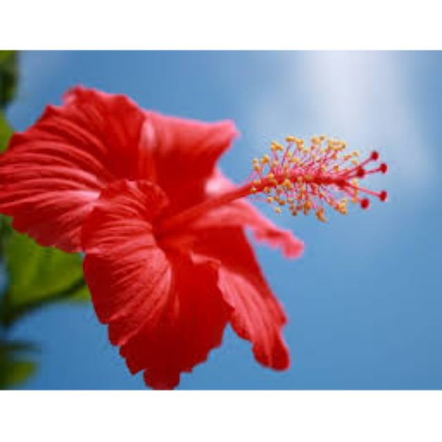 Bunga raya merah ( merah + putih) daun batik | Shopee Malaysia