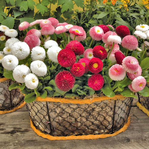 Benih bunga daisy cantik 100pcs senang ditanam, kadar kelangsungan ...