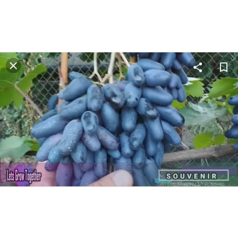 anggur impot variety SOUVENIR/anak pokok anggur | Shopee Malaysia