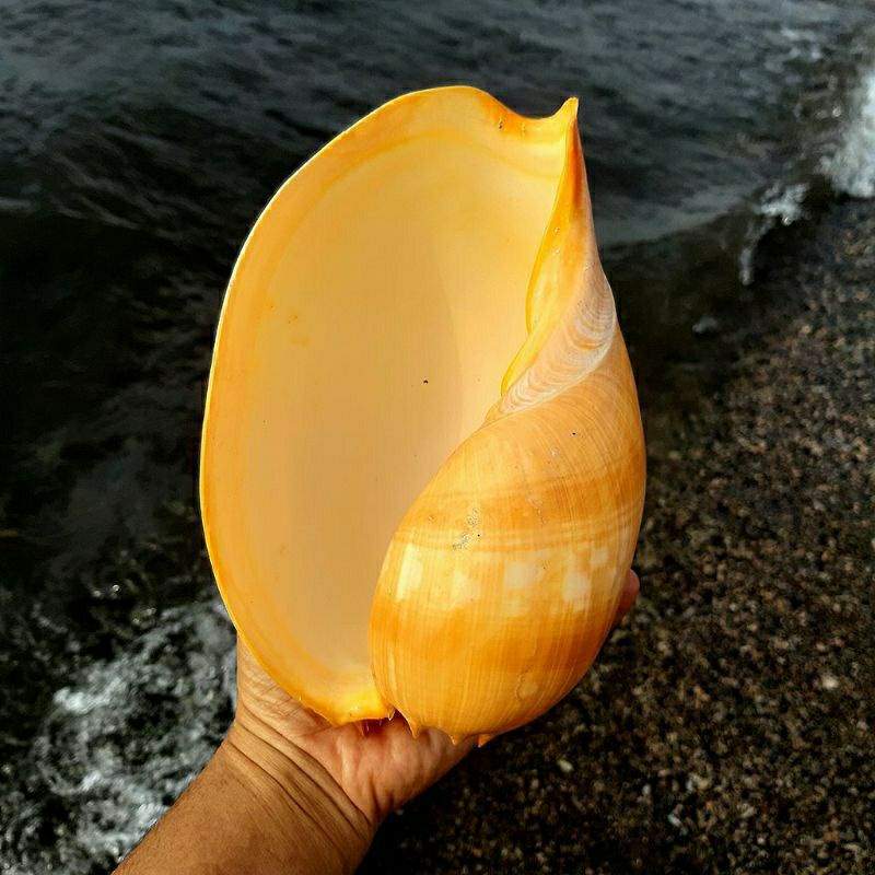 Binga Shell/MELO DIADEMA JUMBO Big Sea Crab | Shopee Malaysia