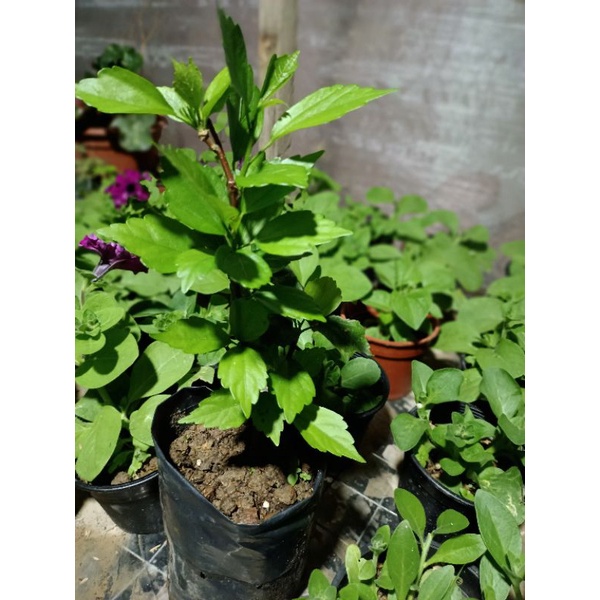 Bunga Raya Hybrid Purple | Shopee Malaysia