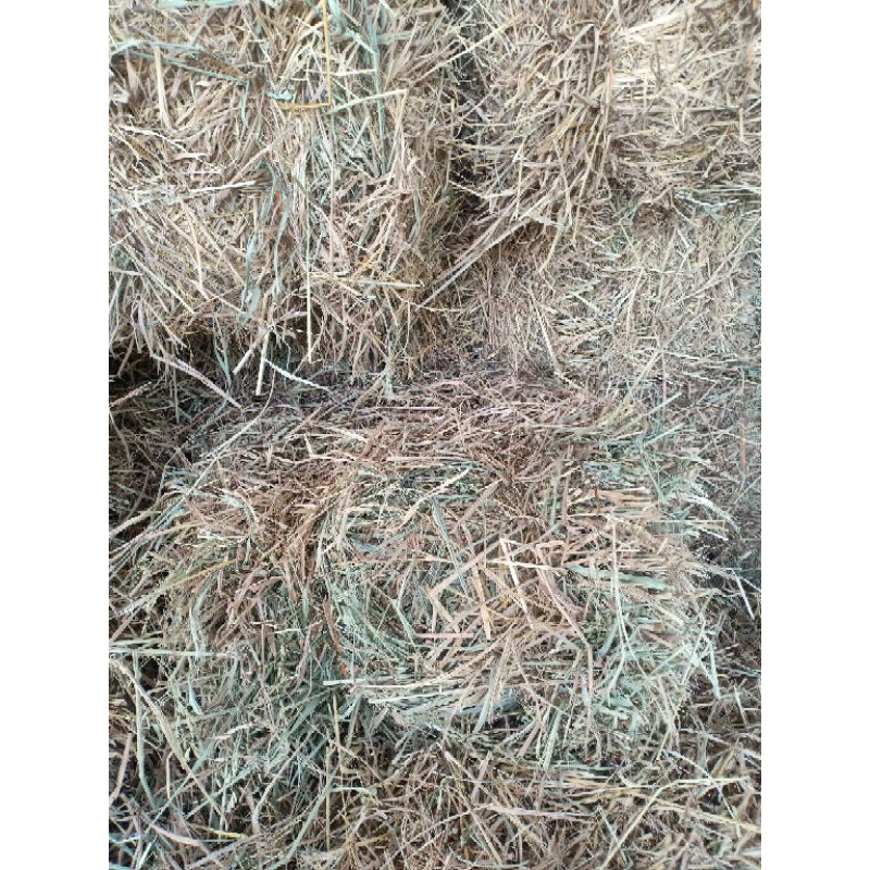 Jerami / Jerami Padi / Paddy Hay / Paddy Straw | Shopee Malaysia