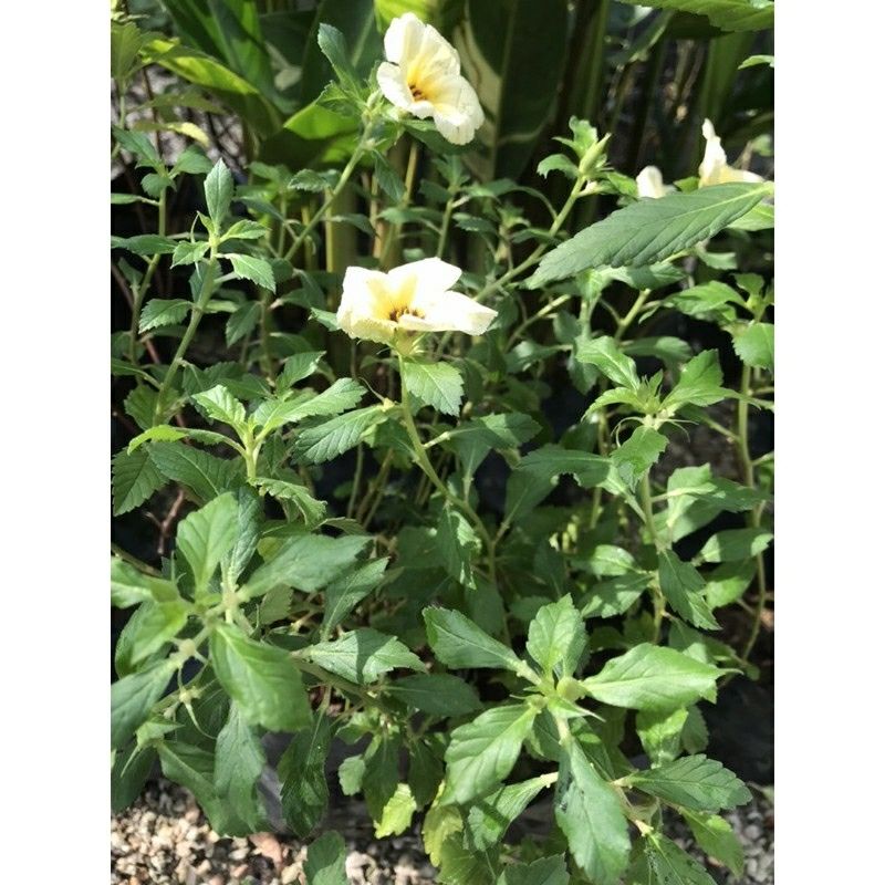POKOK BUNGA TUNERA🌲(POKOK HIDUP) | Shopee Malaysia