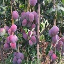 ANAK POKOK MANGGA IRWIN MEMPELAM | Shopee Malaysia