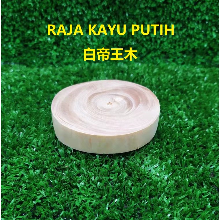 RAJA KAYU PUTIH KEPINGAN (RARE) | Shopee Malaysia