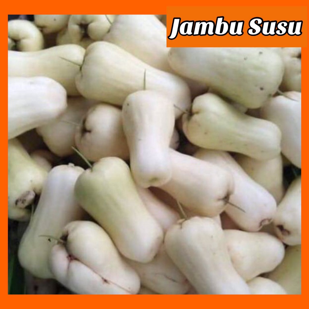 Anak Pokok Jambu Susu | Shopee Malaysia