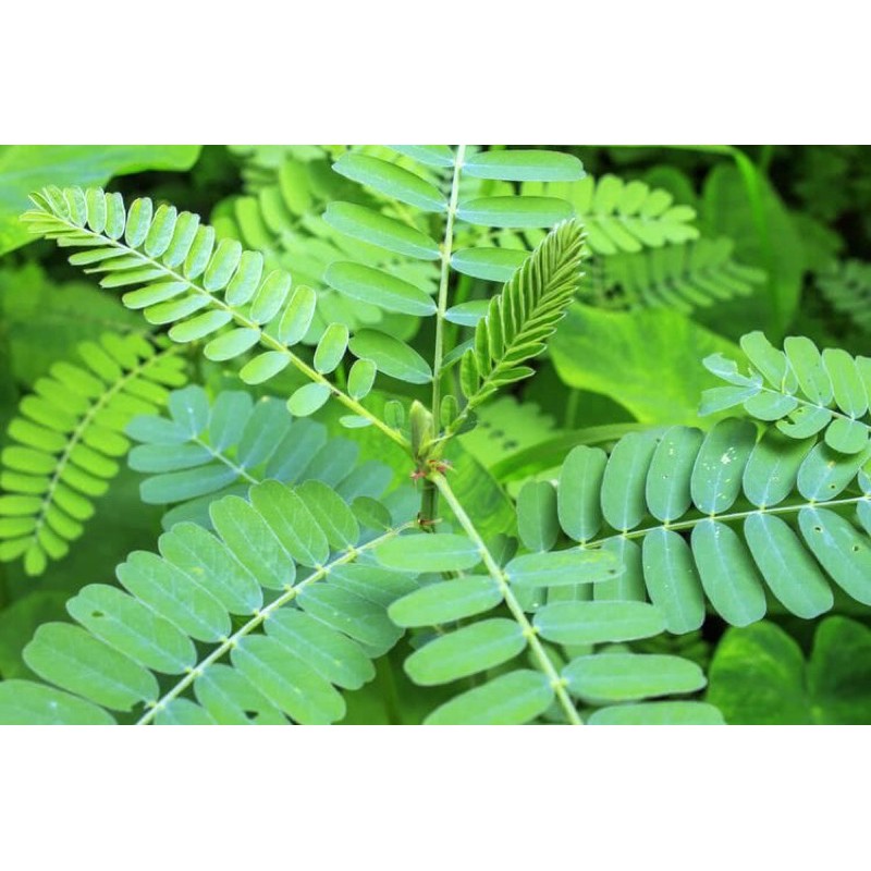 ANAK POKOK ULAM PUCUK GETI • TURI • Sesbania Grandiflora • “Kitchen ...