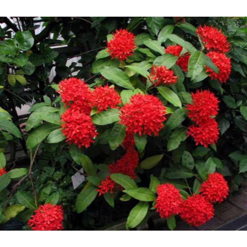 Pokok Bunga Ixora Super King ( Red Colour/ Big Size) | Shopee Malaysia
