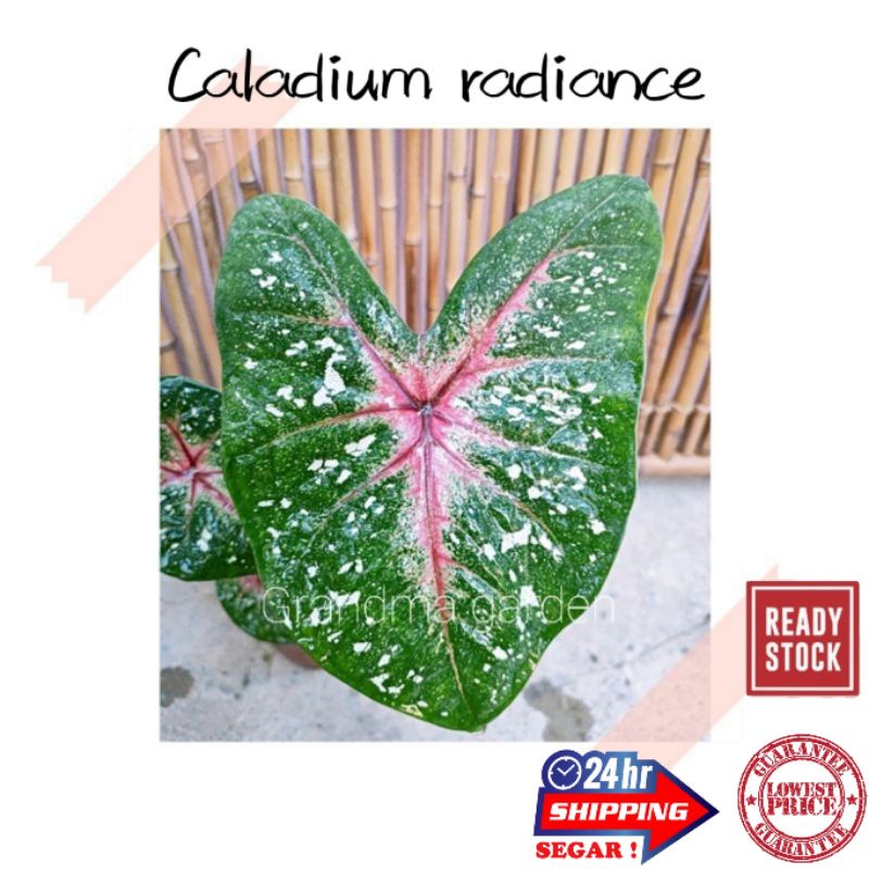 (GG real plant) caladium radiance ^ pokok keladi hidup hiasan rumah ...