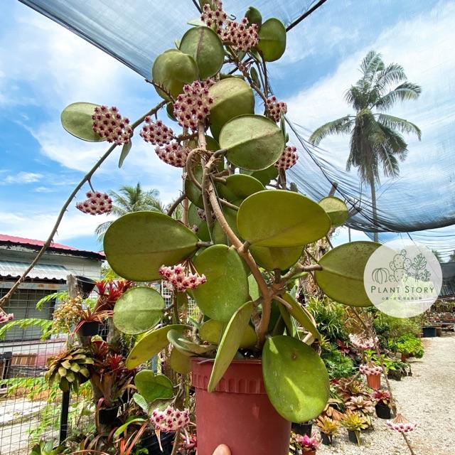 🌱 Hoya🌱 Hoya cembra🌱毬兰🌱 hoya compacto 🌱 Hoya krohniana eskimo 🌱 Hoya ...
