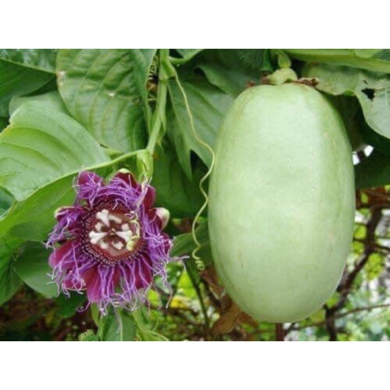 Pokok Buah Markisa giant Giant grandanilla Passiflora quadqularis sp real plant hotselling ...