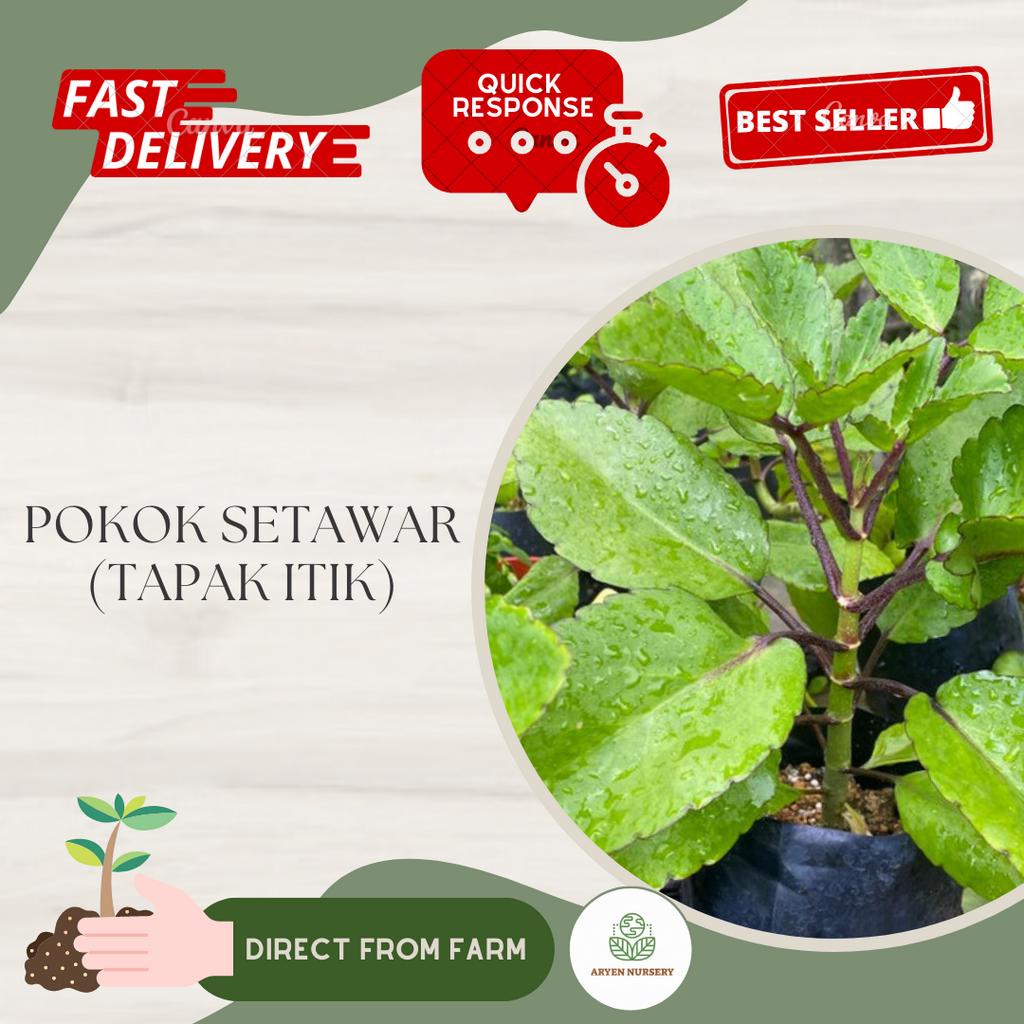 Aryen Nursery || Pokok Setawar / Pokok Tapak Itik | Shopee Malaysia