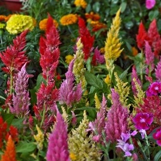 🔥35SEED+POT+SOIL+BAJA🔥Cockscomb 35PCS++ SEEDS Chief Rose Celosia 鸡冠花 种子 ...