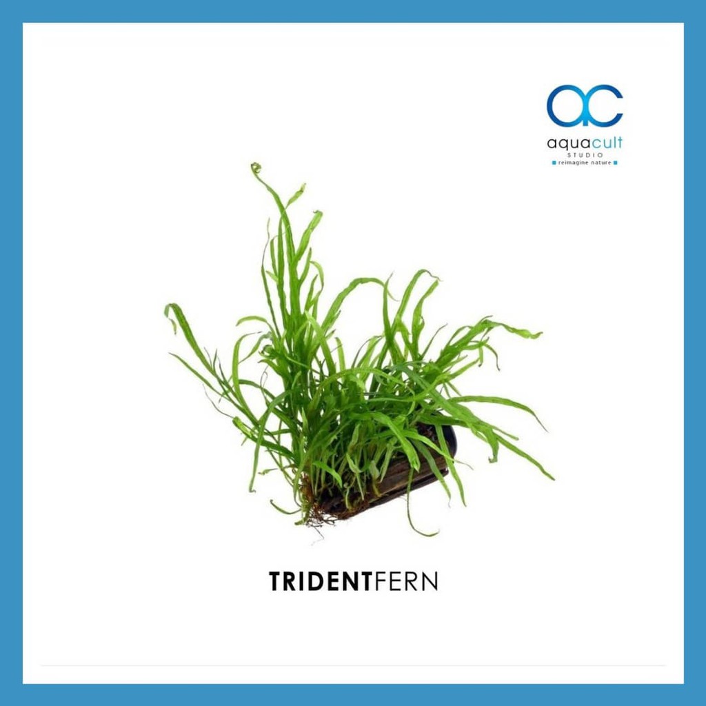 Microsorum Pteropus 'Trident Fern' (Aquascape/Aquarium/Vivarium ...